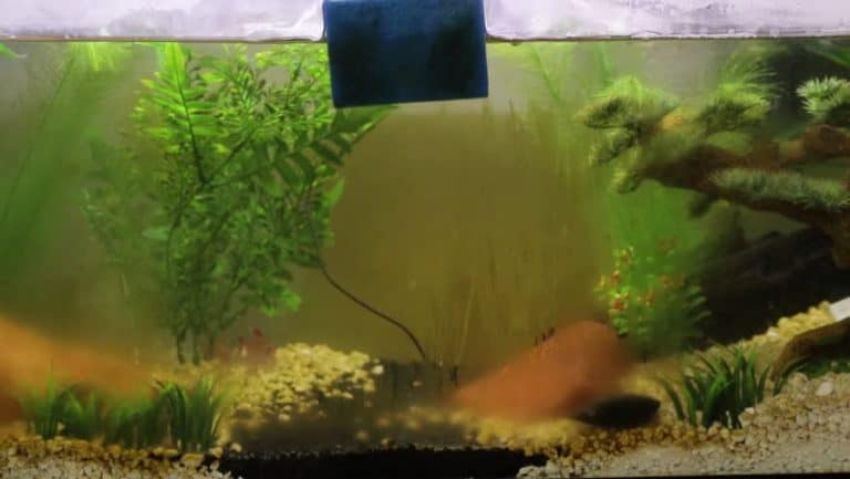 What Is Brown Algae? And How To Remove It From Your Fish Tank