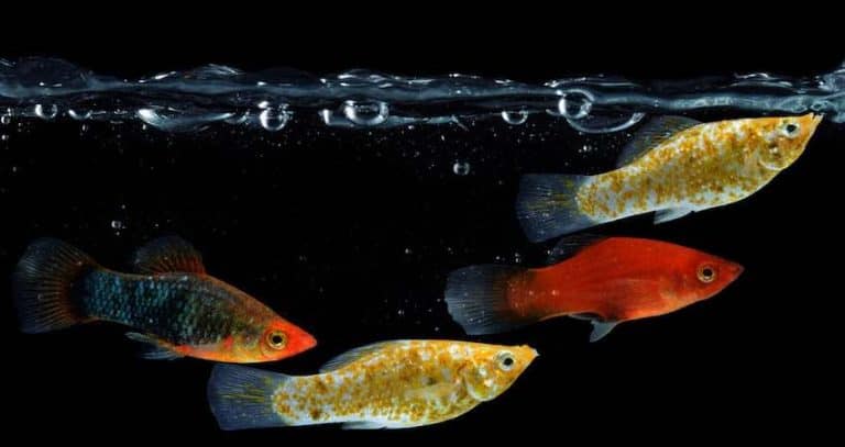 10 Different Types Of Molly Fish: Can They Live Together? | FishTrivia