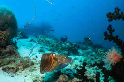 How To Add Calcium To Freshwater Aquarium | FishTrivia