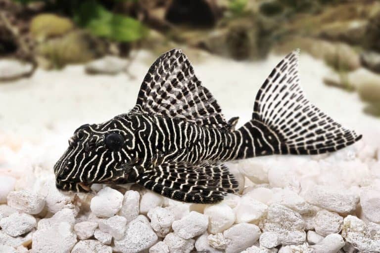 Smallest Pleco Species: 5 Types Of Plecos That Stay Small | FishTrivia