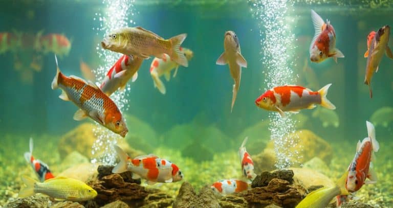 How To Tell If Your Aquarium Fish Is Stressed | FishTrivia