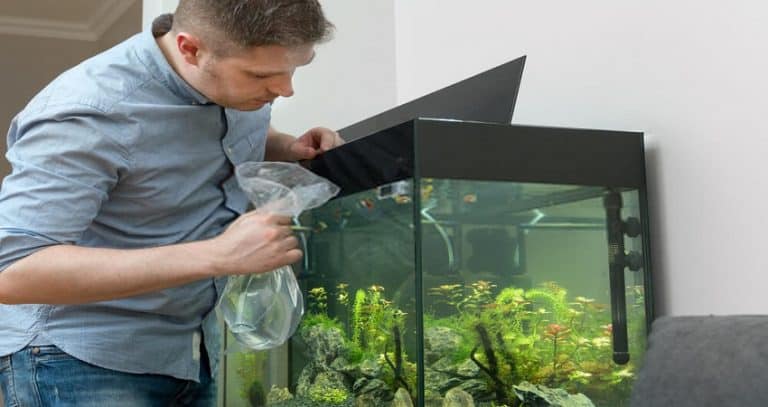 How To Introduce New Fish To My Aquarium | FishTrivia