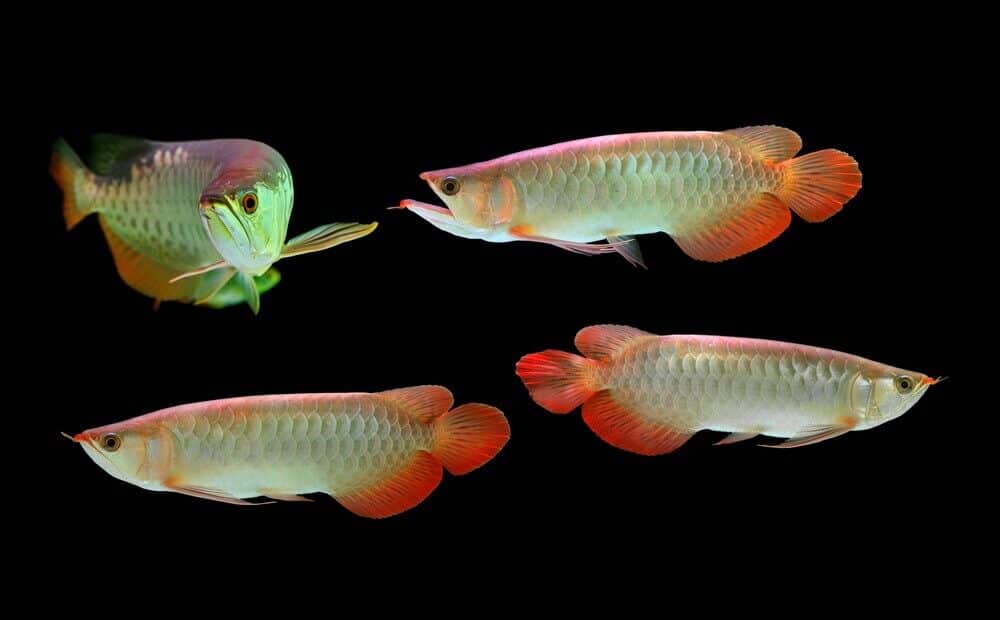 Asian Arowana Care Guide: Habitat, Tank Size, Breeding | FishTrivia