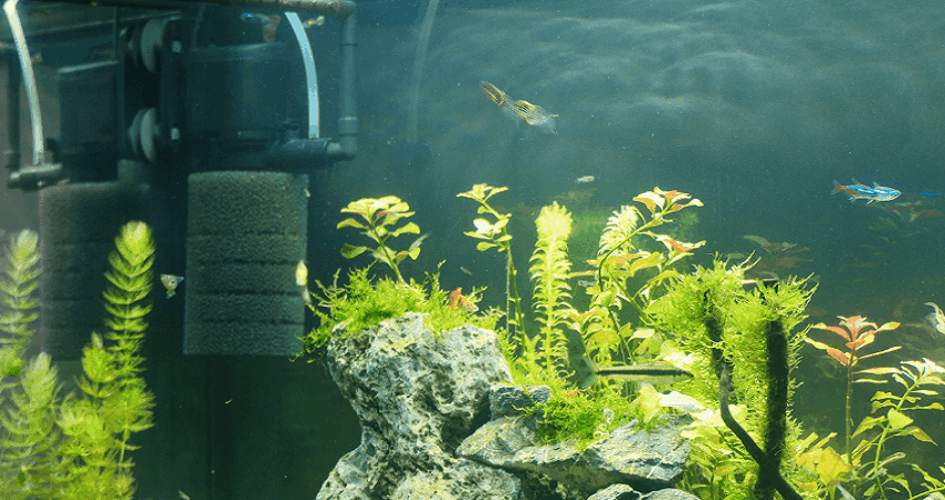 7 Best Aquarium Filter For Goldfish Tanks [ Top Ranking] | FishTrivia