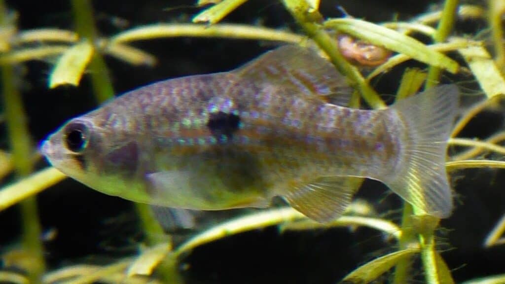 American Flagfish Care: Habitat, Feeding, Tank Size And Breeding ...