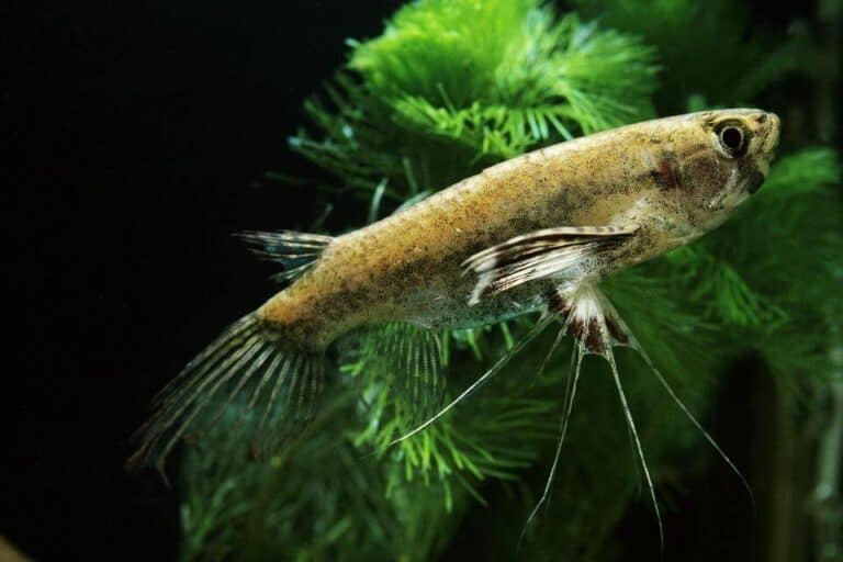 African Butterfly Fish Care: Tank Mates, Feeding, Breeding & More ...