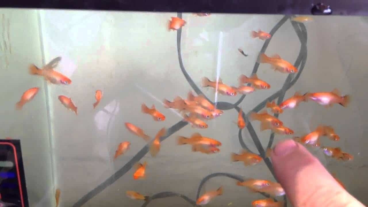 Swordtail Fish Fry Care - How To Care For Baby Swordtails? | Aquarialy