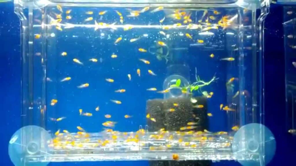 Swordtail Fish Fry Care - How To Care For Baby Swordtails? | Aquarialy