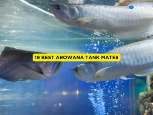 What Do Arowana Fish Eat? (Best Food In The Aquarium For Arowana ...