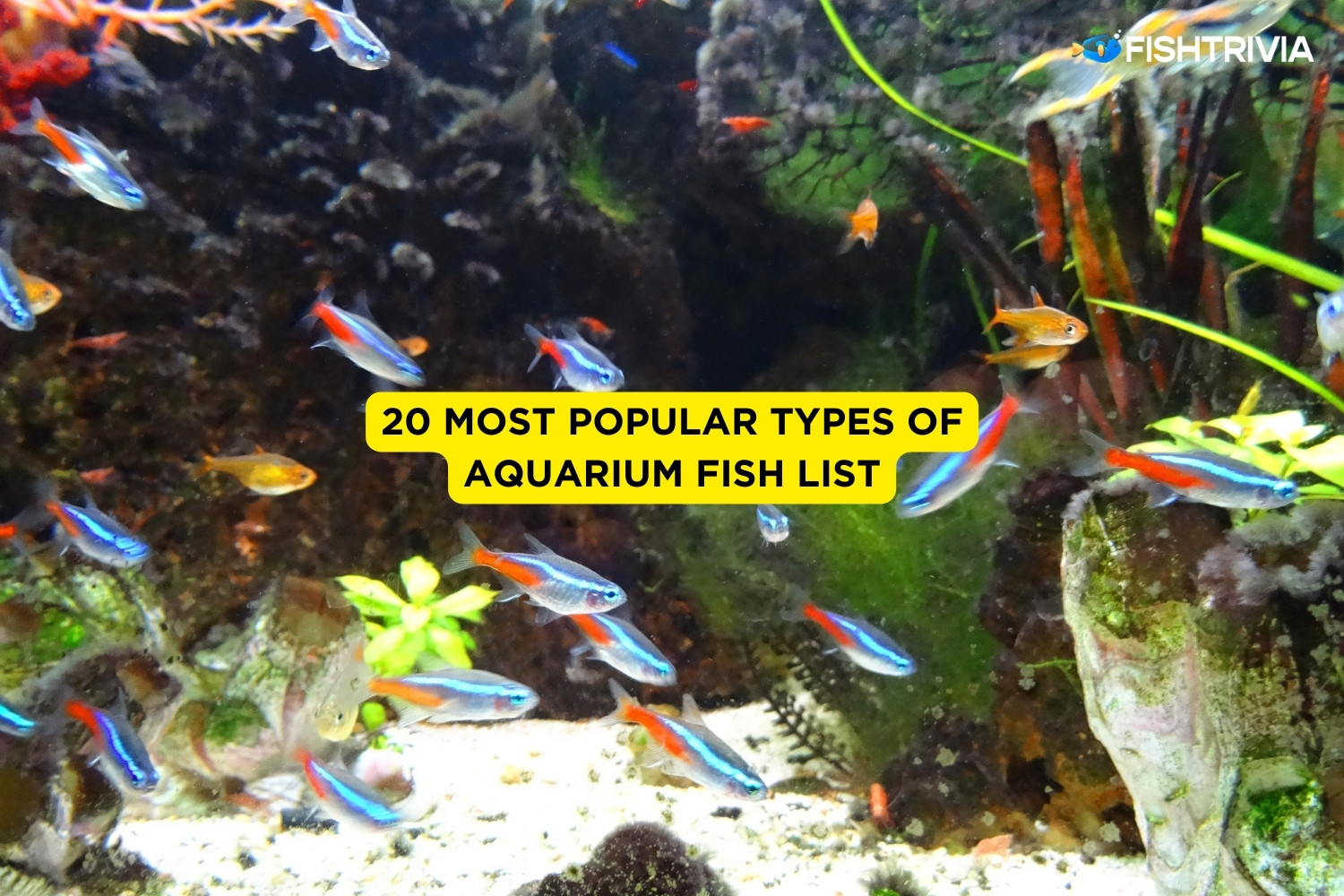 20 Most Popular Types Of Aquarium Fish List (2024) | FishTrivia