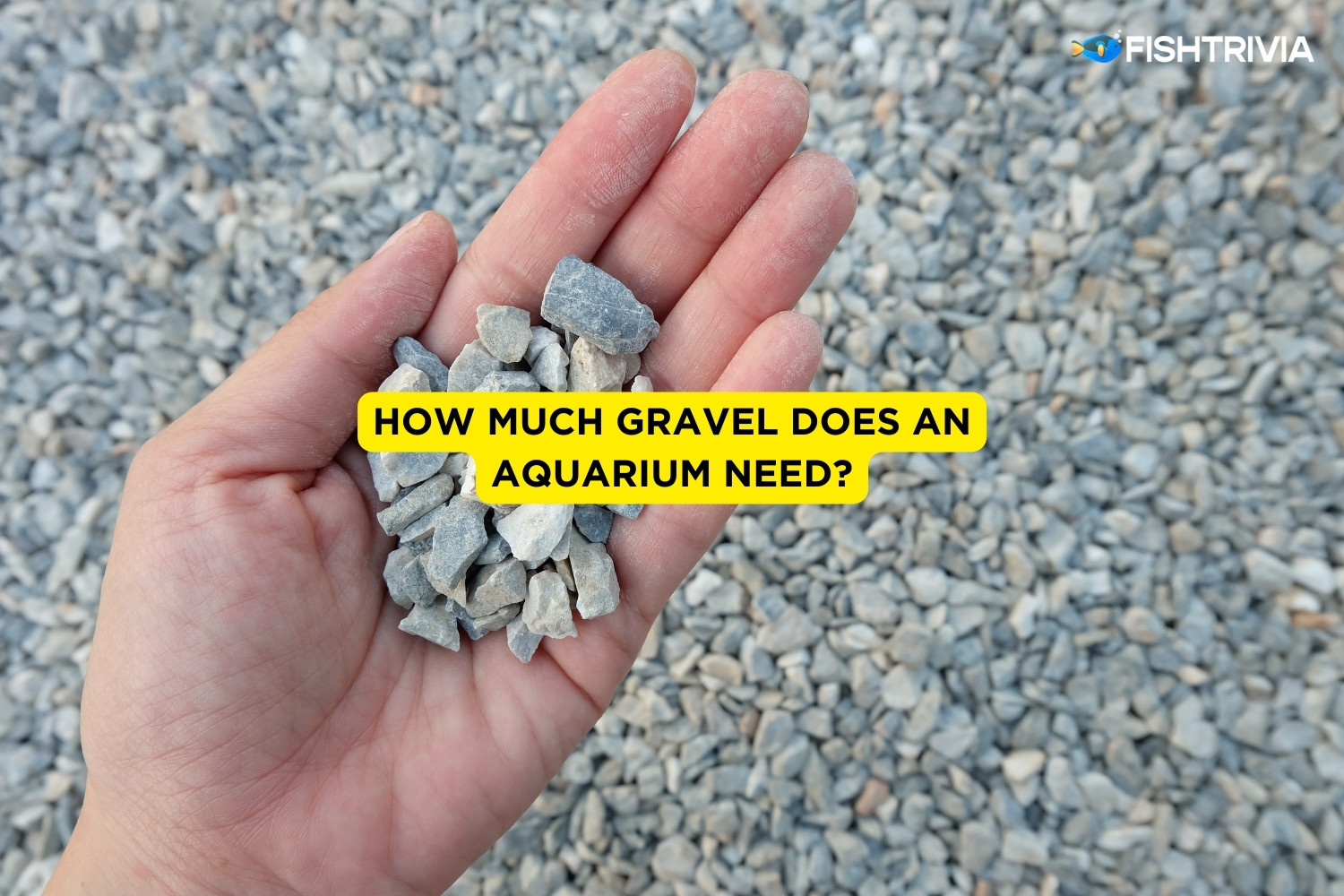 How Much Gravel Does An Aquarium Need FishTrivia how-much-gravel-does-an-aquarium-need-fishtrivia