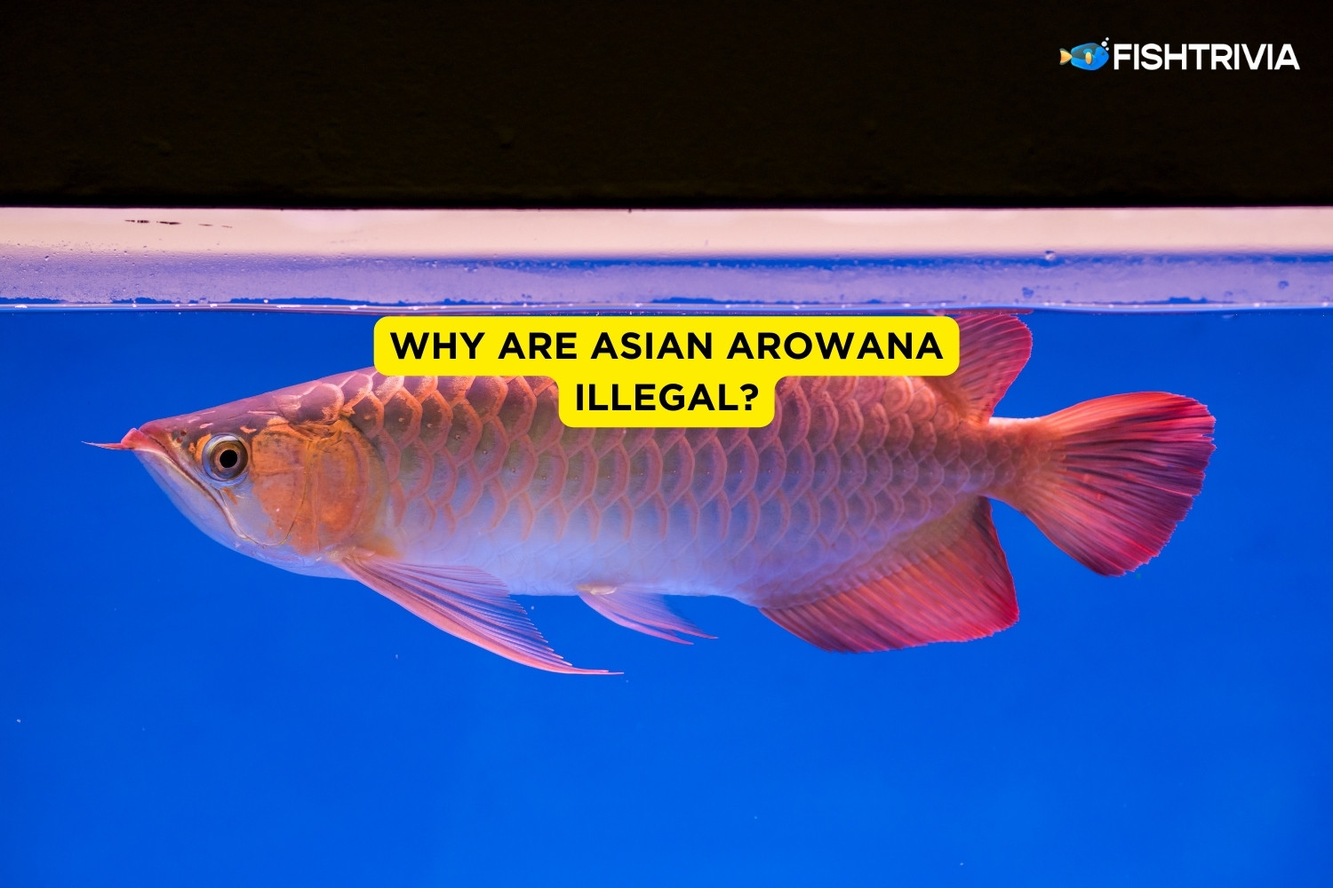 Jardini Arowana Tank Mates