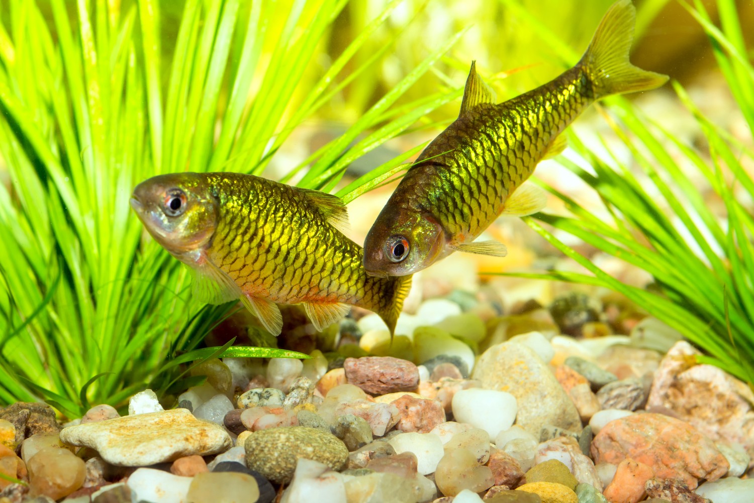 Your Guide To Aquariums & Fishkeeping | FishTrivia