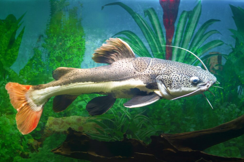 List Of Fishes Without Scales (2024) | FishTrivia