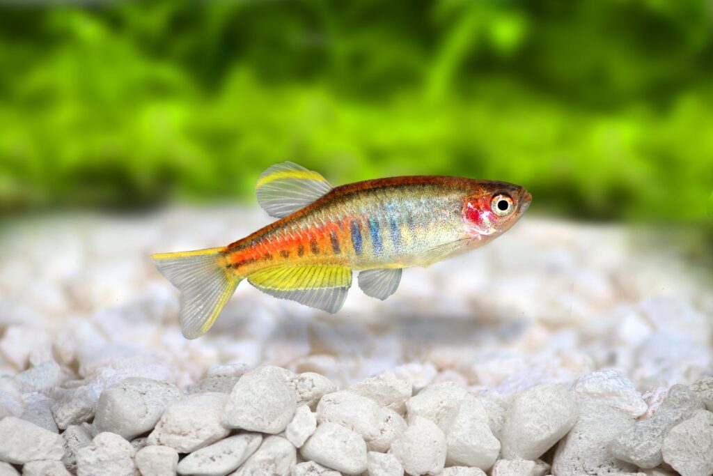 Your Guide To Aquariums & Fishkeeping | FishTrivia