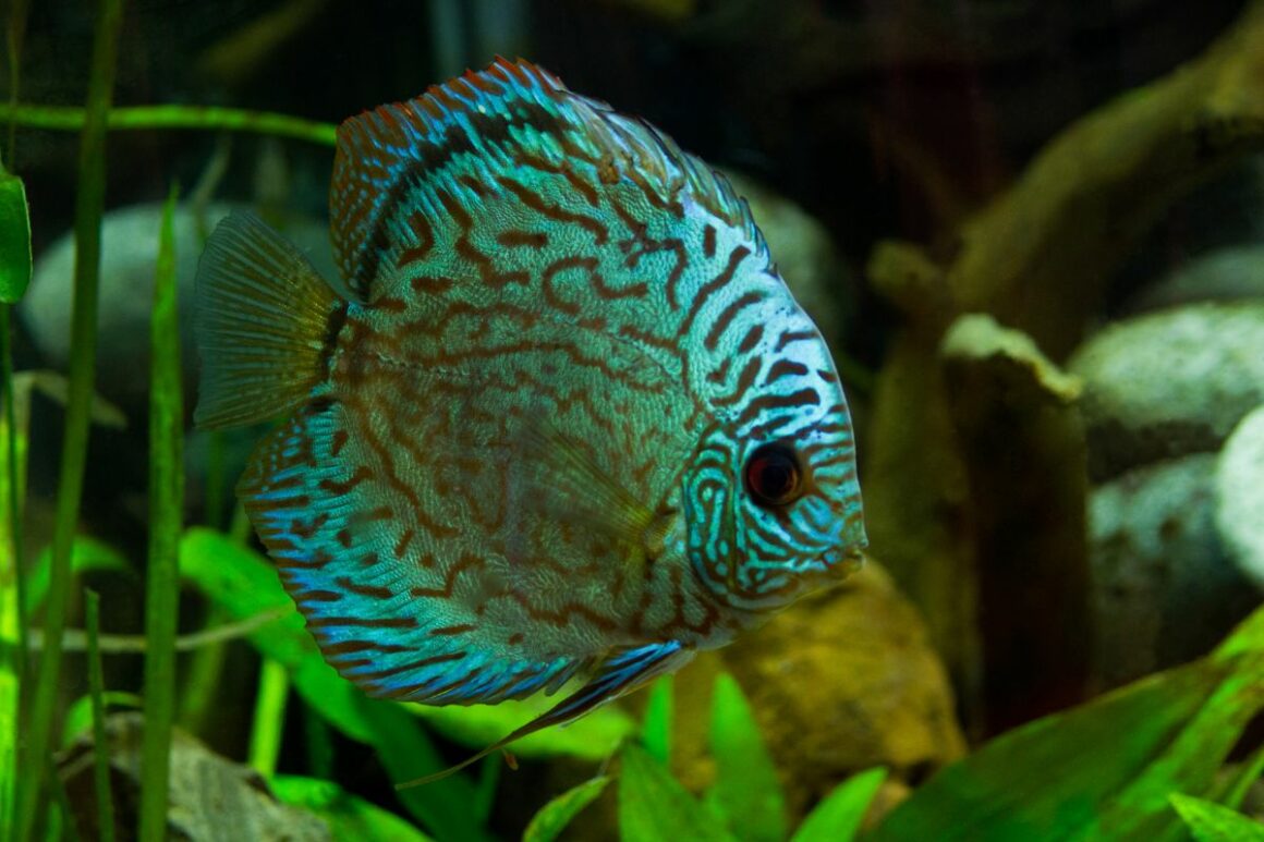Discus Fish Care: Tank Setup, Diet, Lifespan & More | FishTrivia