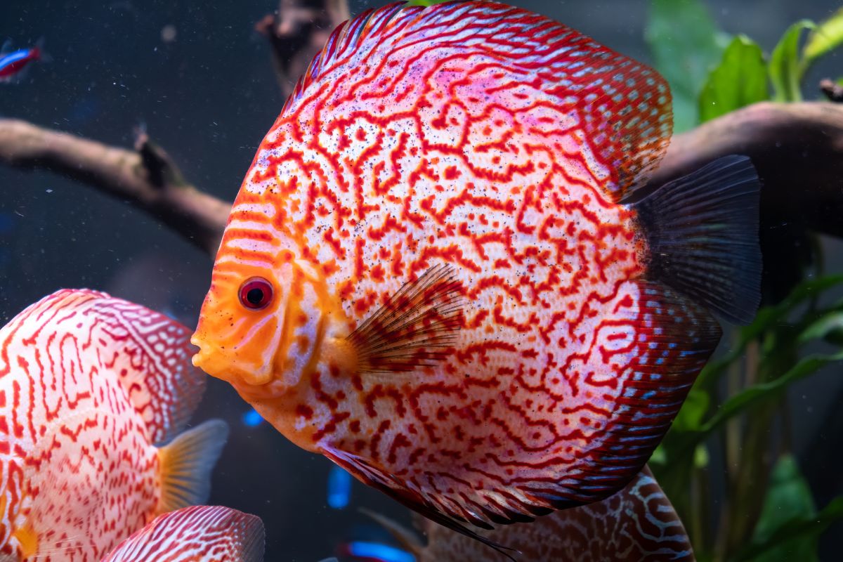 Discus Fish Care: Tank Setup, Diet, Lifespan & More | FishTrivia
