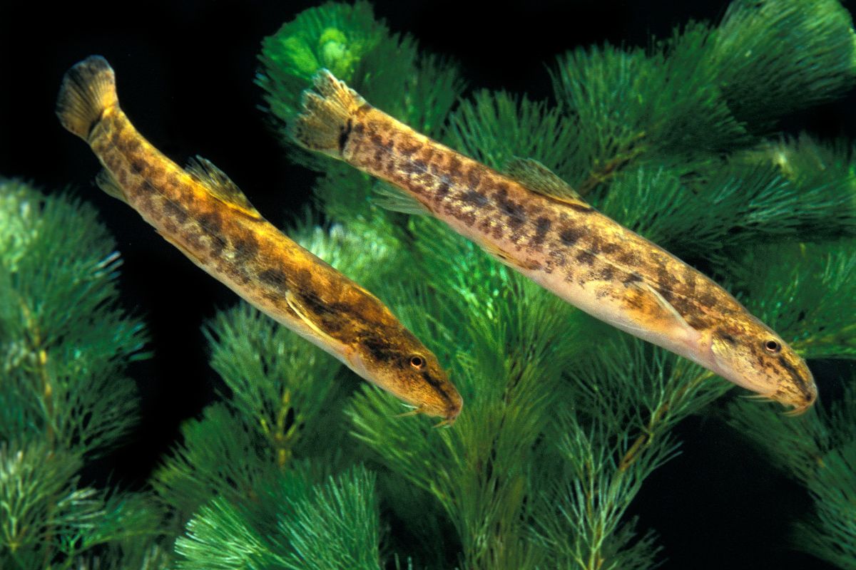 15 Best Angelfish Tank Mates 2024 (With Pictures) | FishTrivia