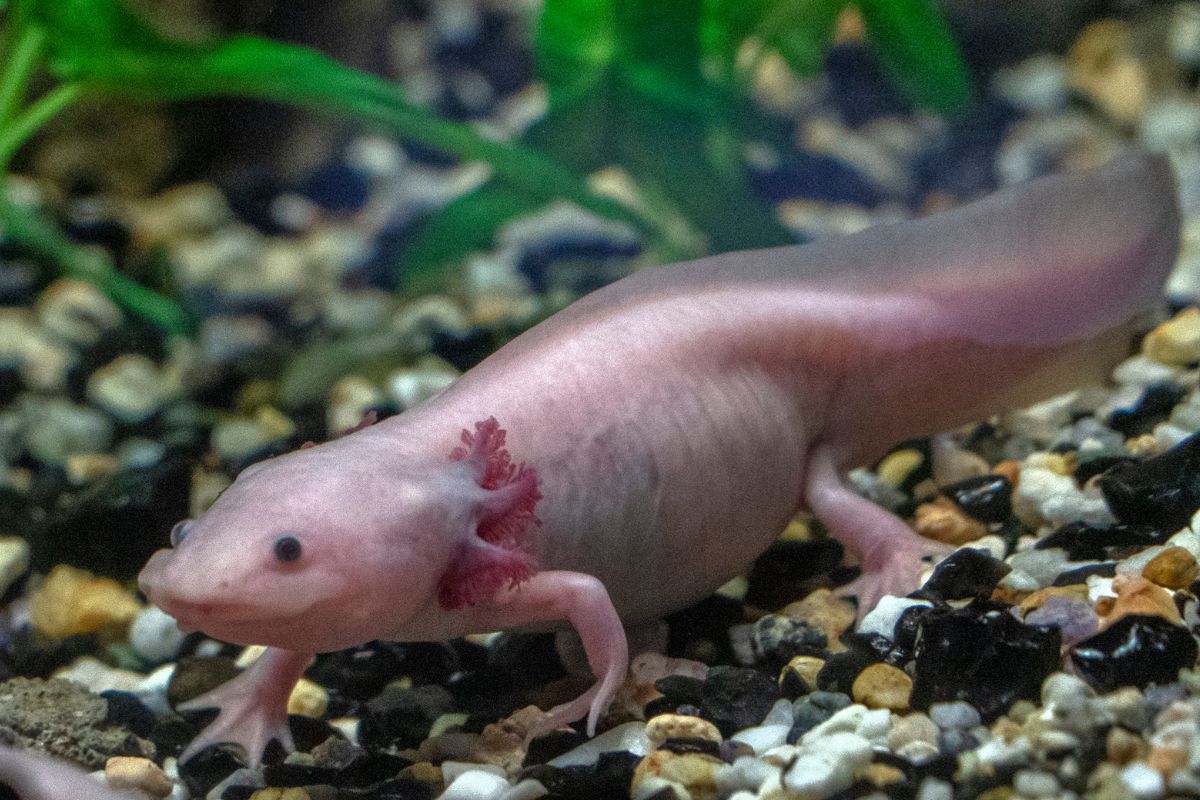 Axolotl Care: Tank Setup, Diet, Lifespan & More | FishTrivia