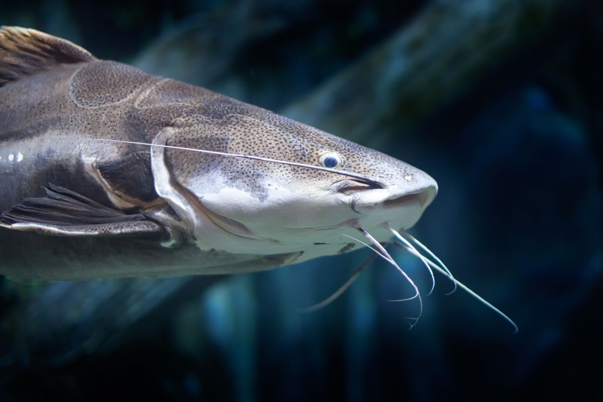 Catfish Care: Tank Setup, Diet, Lifespan & More | FishTrivia