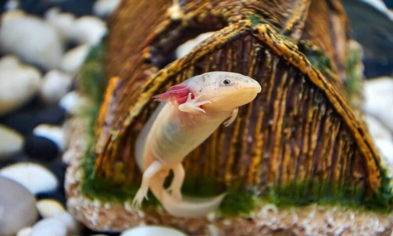 10 Interesting Axolotl Facts | FishTrivia