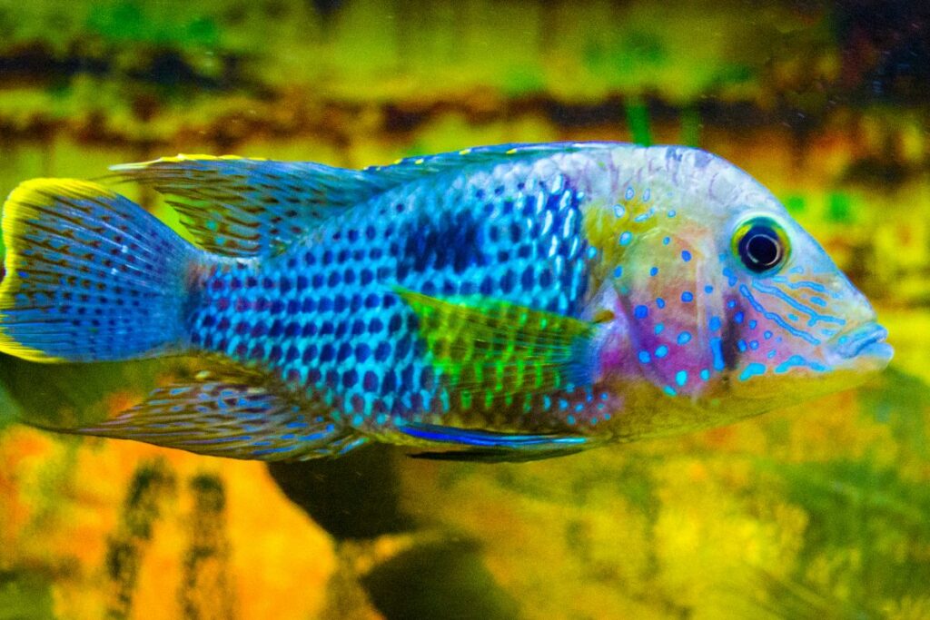 15 Best Pupfish Tank Mates 2024 (With Pictures) | FishTrivia