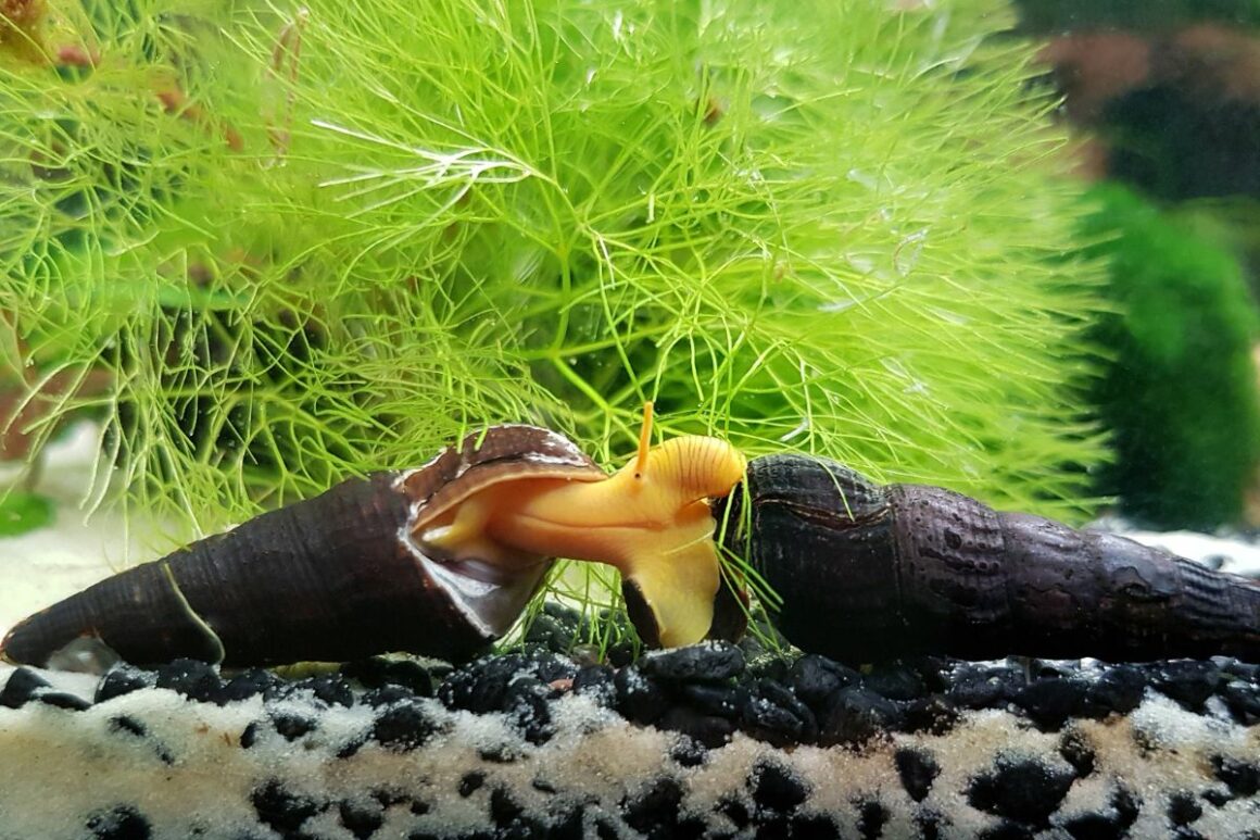 Aquarium Snail Care: Tank Setup, Diet, Lifespan & More | FishTrivia