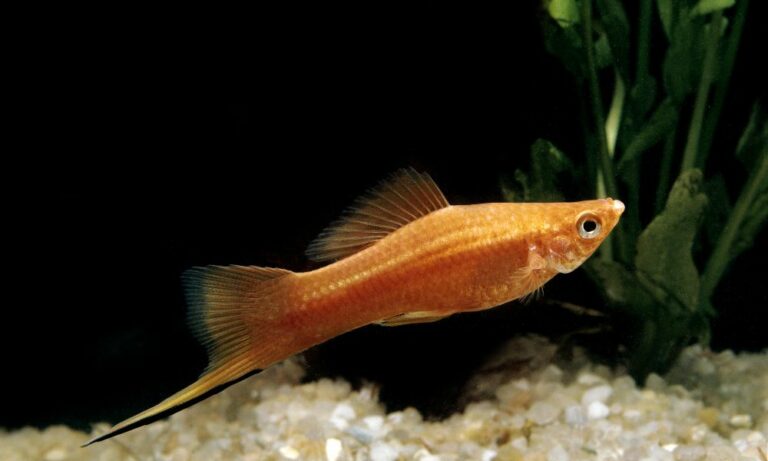 Swordtail Fish Care: Tank Setup, Diet, Lifespan & More | FishTrivia