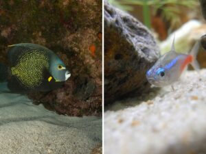 15 Best Angelfish Tank Mates 2024 (With Pictures) | FishTrivia