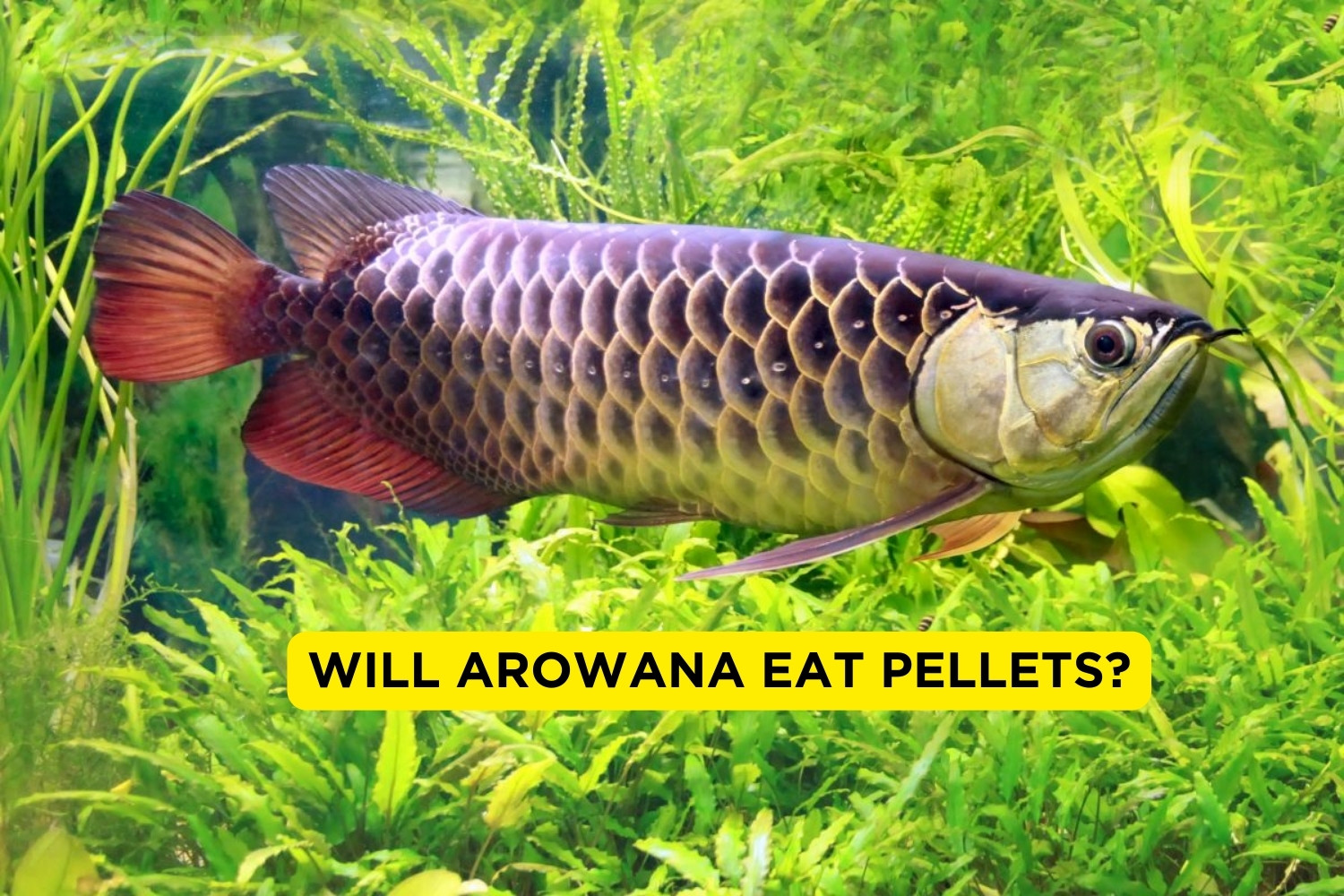 Will Arowana Eat Pellets? (Must Read) | FishTrivia