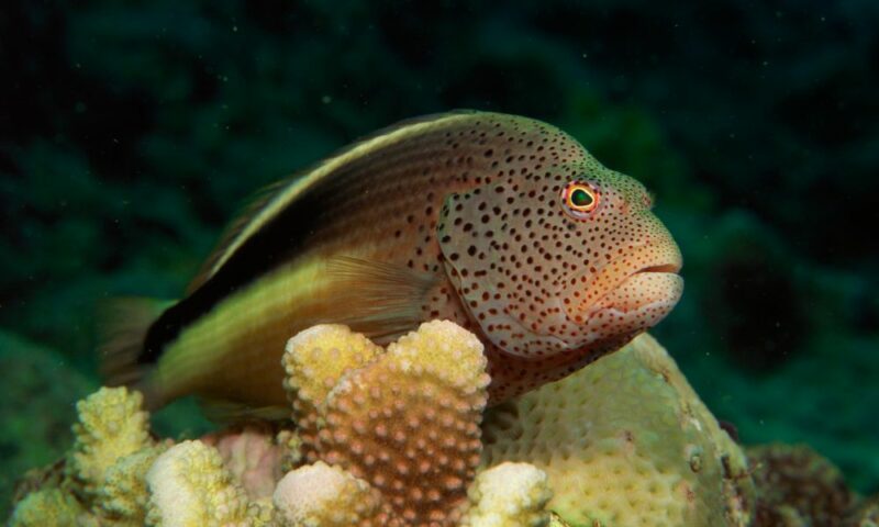 10 Best Aquarium Shark Tank Mates 2024 (With Pictures) | FishTrivia