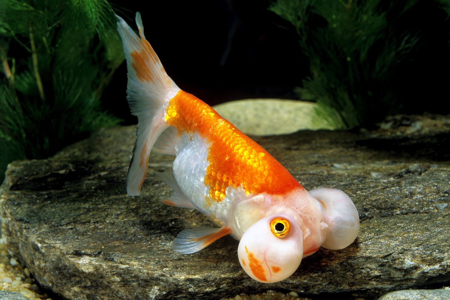 Types Of Goldfish: 24 Goldfish Species Guide | FishTrivia