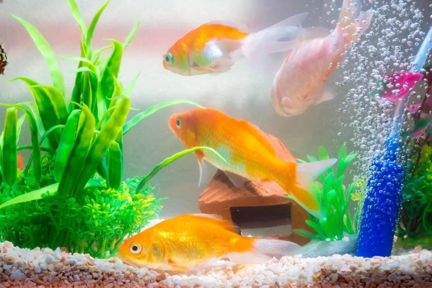 Does Goldfish Need A Filter? (Explained) | FishTrivia
