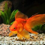 Goldfish With Bump On The Head Explained | FishTrivia