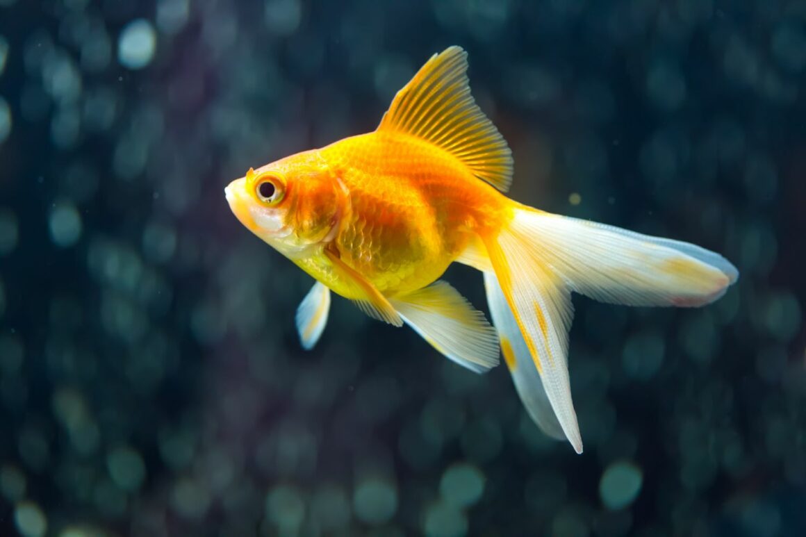 Types Of Goldfish: 24 Goldfish Species Guide | FishTrivia