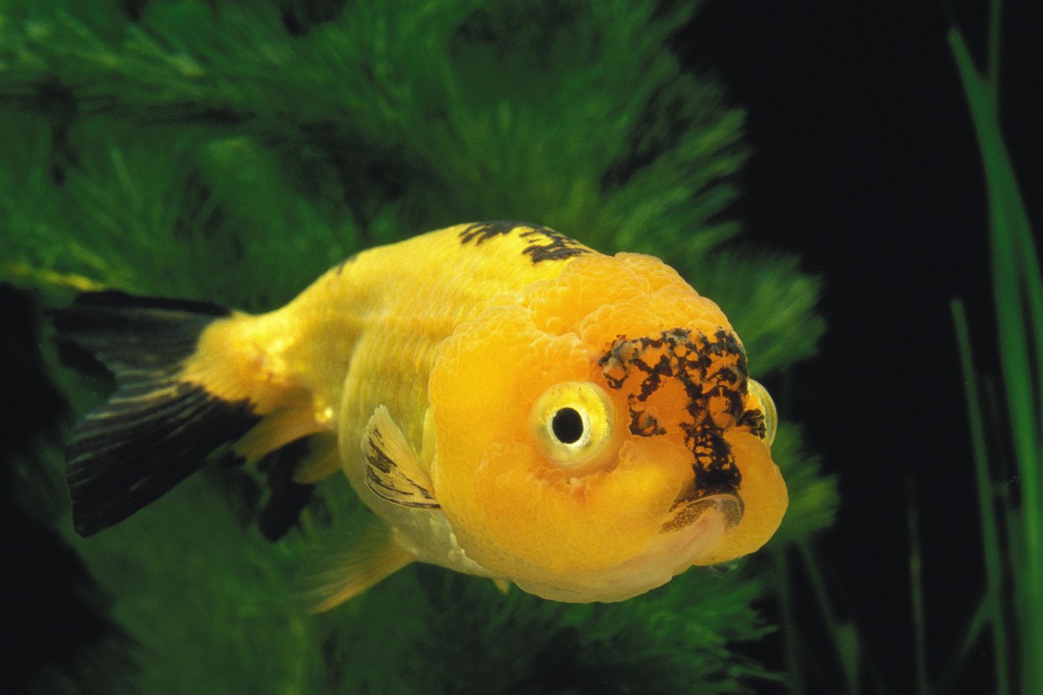 Types Of Goldfish: 24 Goldfish Species Guide | FishTrivia