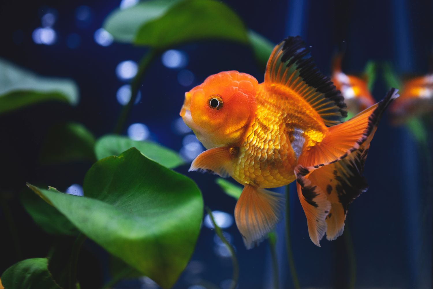 Types Of Goldfish: 24 Goldfish Species Guide | FishTrivia