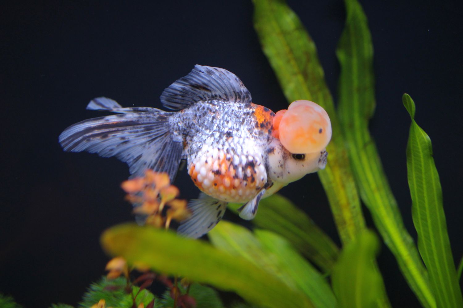 Types Of Goldfish: 24 Goldfish Species Guide | FishTrivia