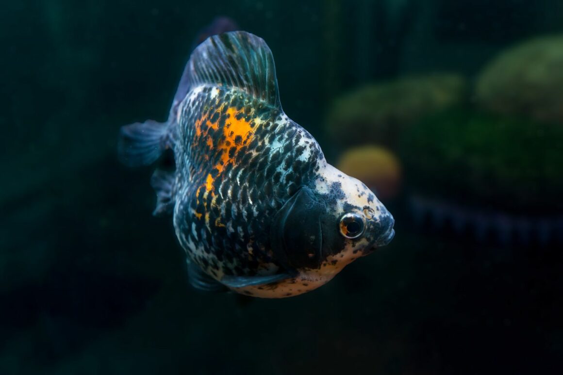 Types Of Goldfish: 24 Goldfish Species Guide | FishTrivia