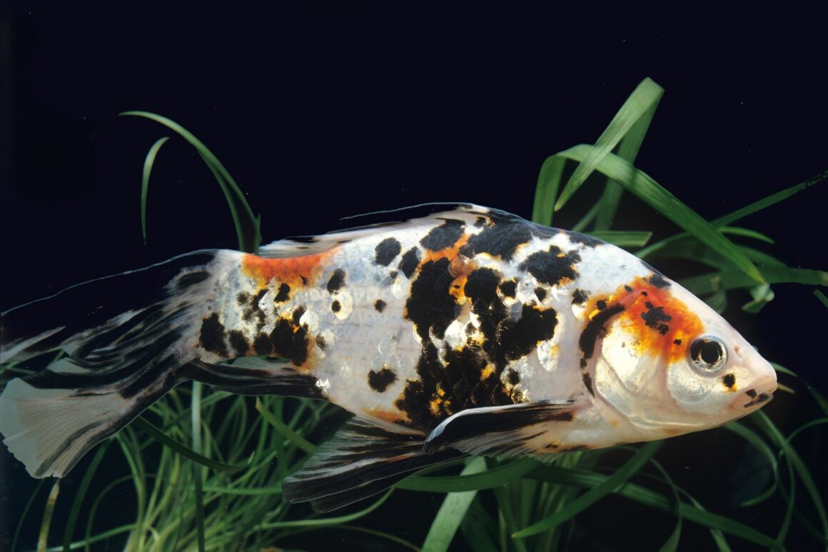 Types Of Goldfish: 24 Goldfish Species Guide | FishTrivia