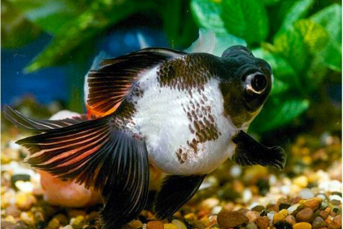 Types Of Goldfish: 24 Goldfish Species Guide | FishTrivia